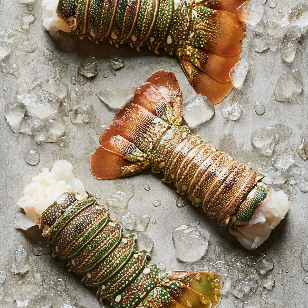 Premium Shellfish | UK's Top Online Fishmonger | Tom the Fish